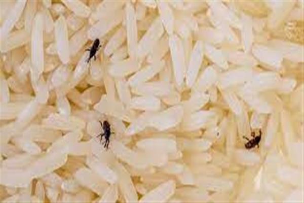 Insects Found In Rice Meal At ICDS Centres In Sopore